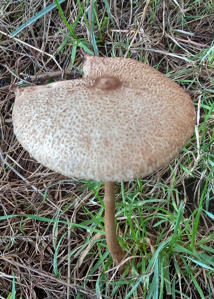 Graceful Parasol from Auckland, New Zealand on June 16, 2022 at 01:25 ...