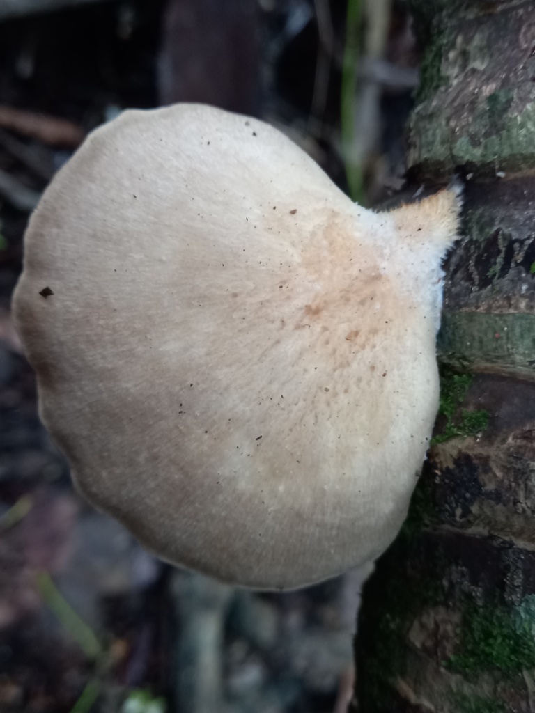 Pleurotus parsonsiae from Auckland, New Zealand on June 16, 2022 at 01: ...