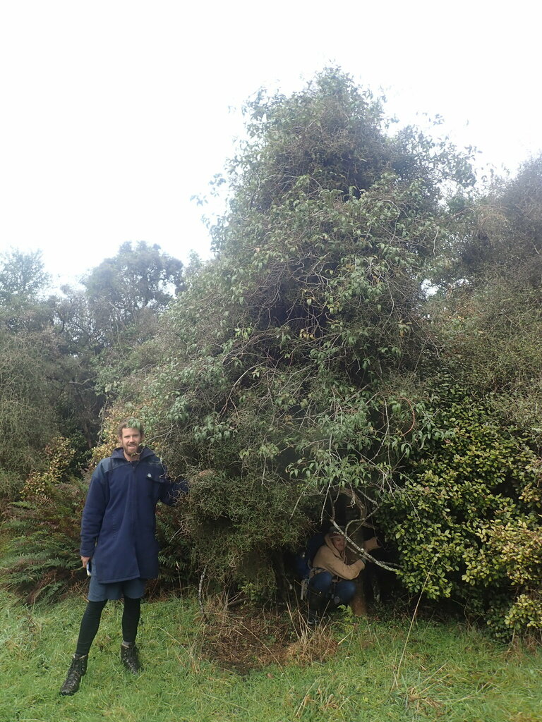 Heart-leaved Kohuhu in June 2022 by Marley Ford. One large tree on ...