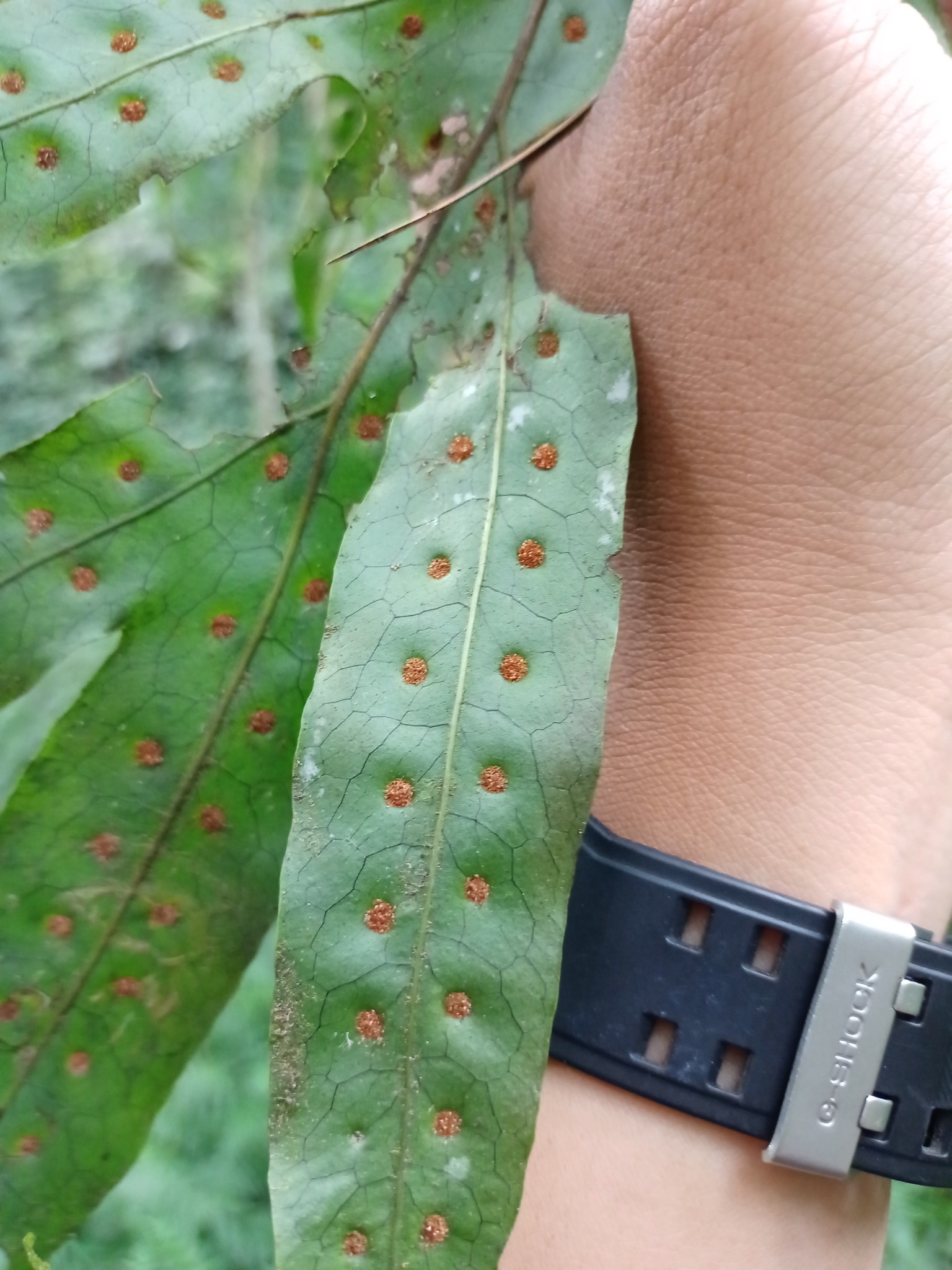 Microsorum membranifolium (R.Br.) Ching