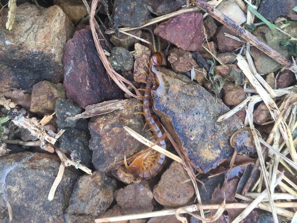 Caribbean Giant Centipede from 18B Elizabeth Ln, St Thomas, VI, US on ...
