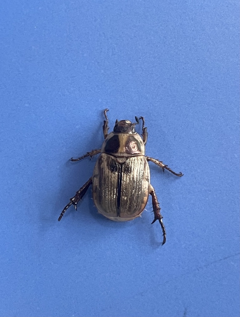 Oriental Beetle from Myeongji-dong, Gangseo-gu, Busan, KR on June 16 ...