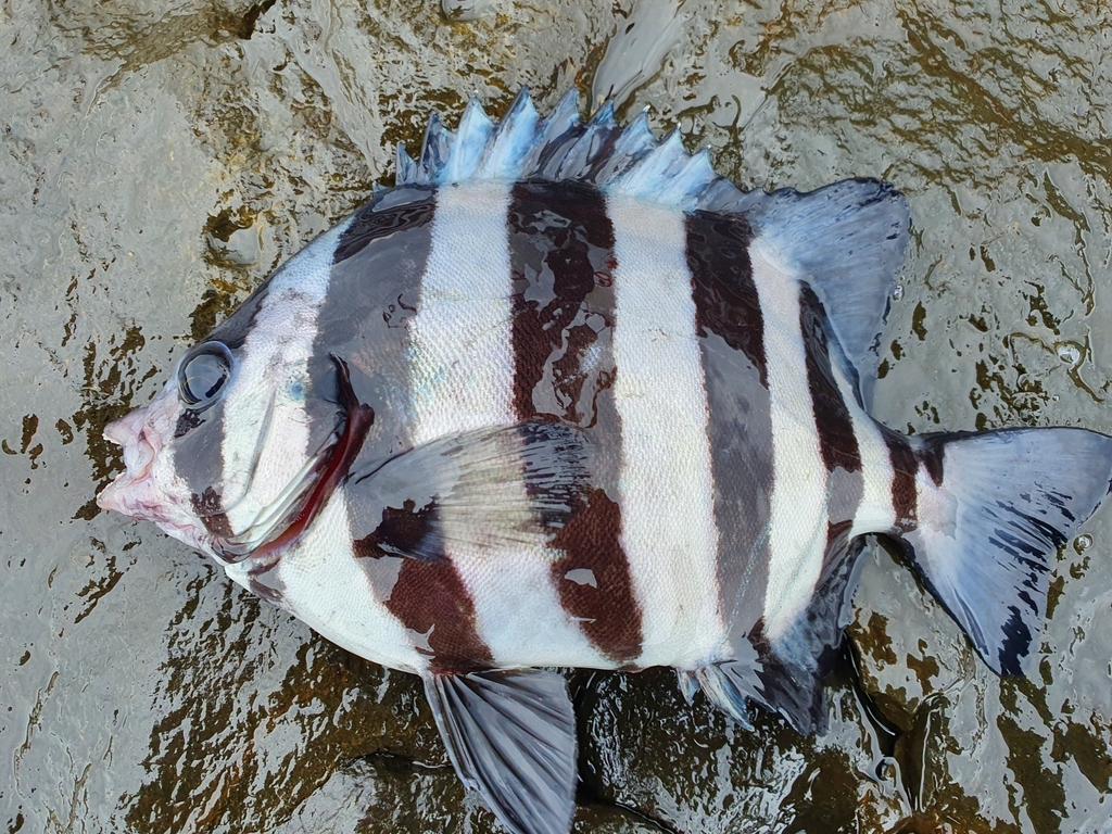 Barred Knifejaw (Oplegnathus fasciatus) - Marine Life Identification