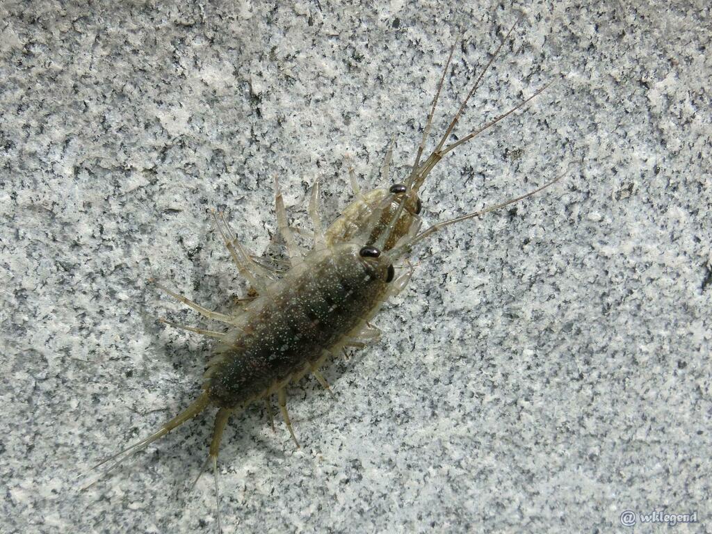 Sea Slaters from 香港 on June 16, 2022 at 03:16 PM by wklegend · iNaturalist