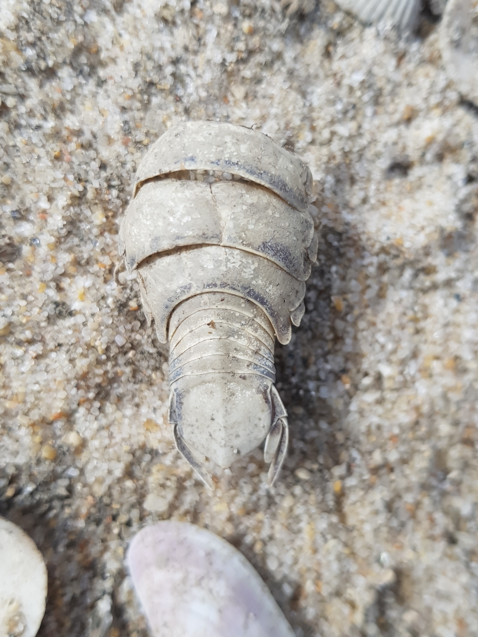 Anilocra physodes (Linnaeus, 1758)