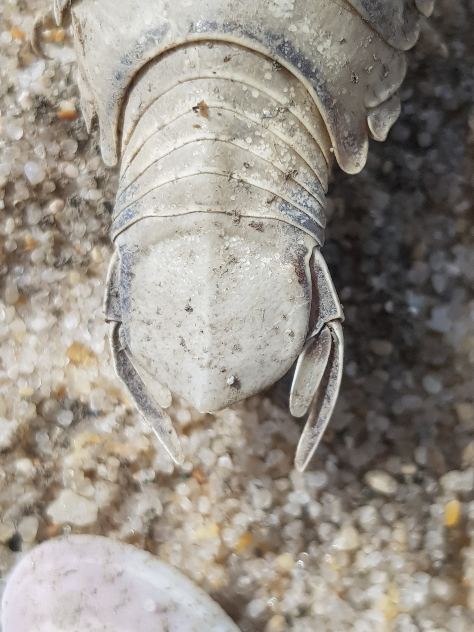 Anilocra physodes (Linnaeus, 1758)
