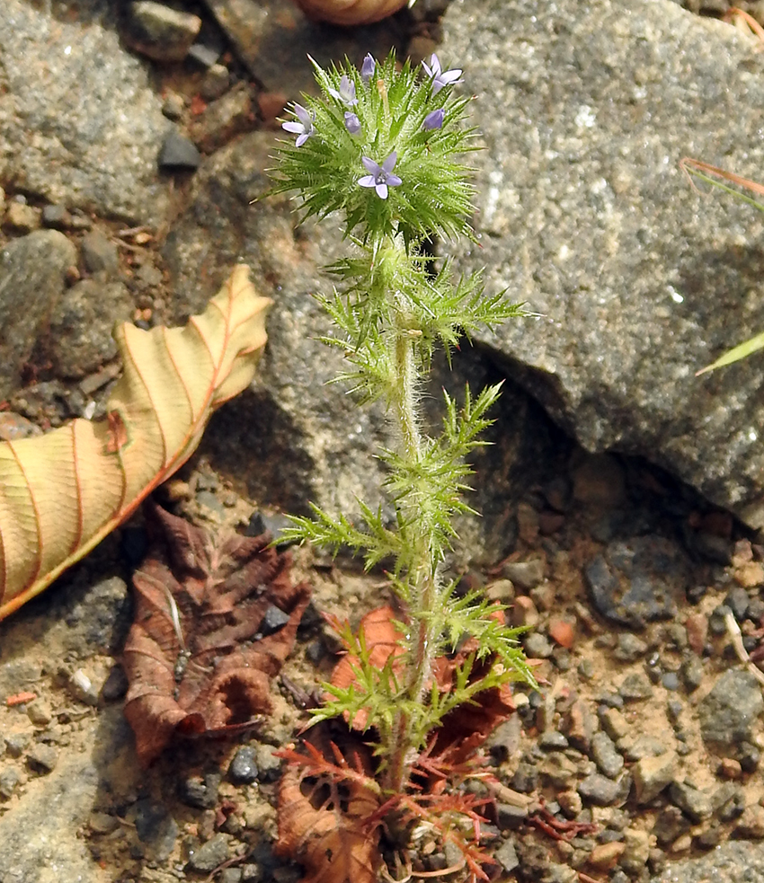 Skunkweed (Navarretia squarrosa) - Botanical Realm