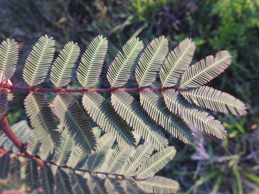 Giant Sensitive Plant from Impala, South Africa on June 13, 2022 at 04: ...