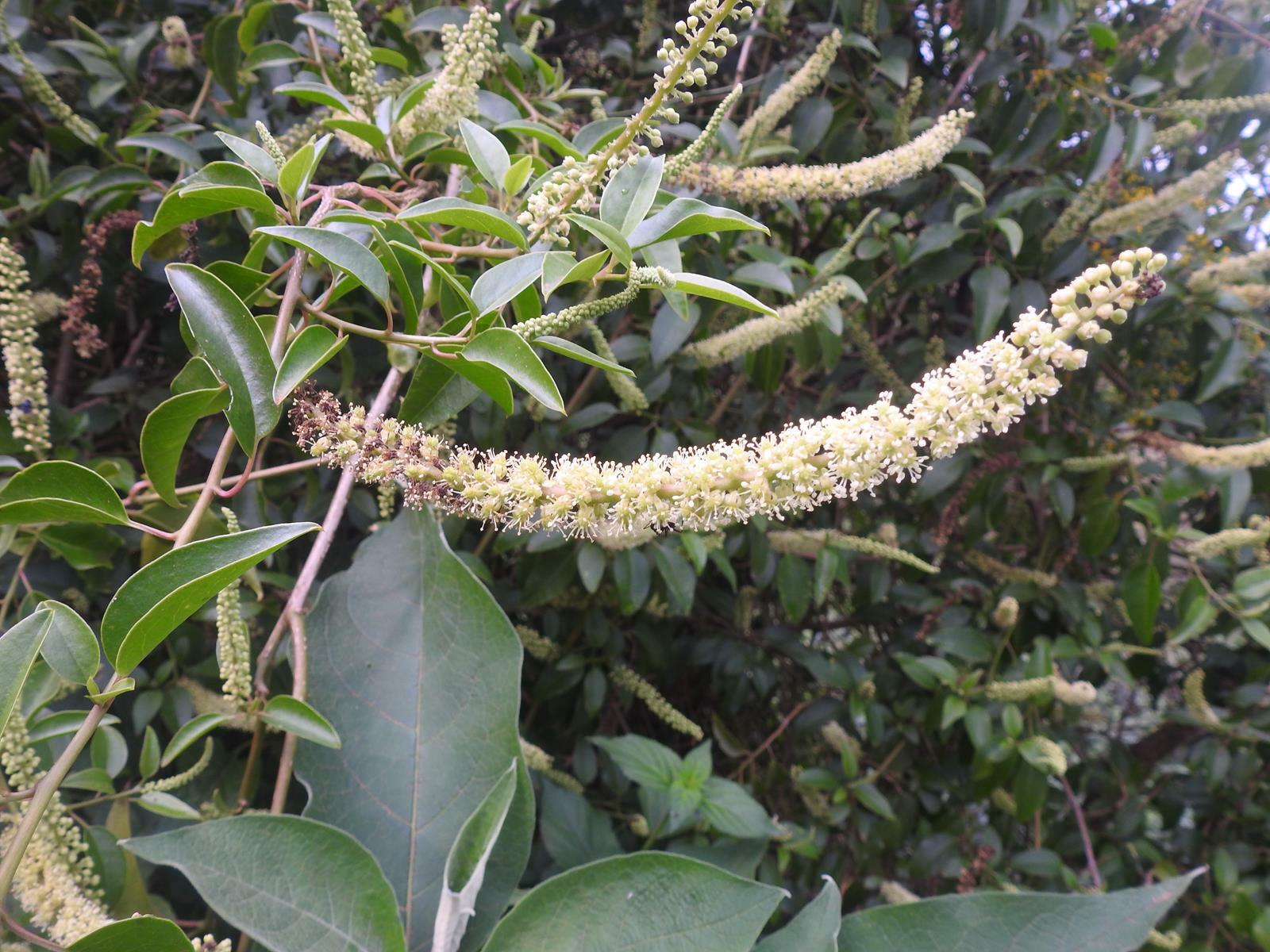 Phytolacca dodecandra L'Hér.