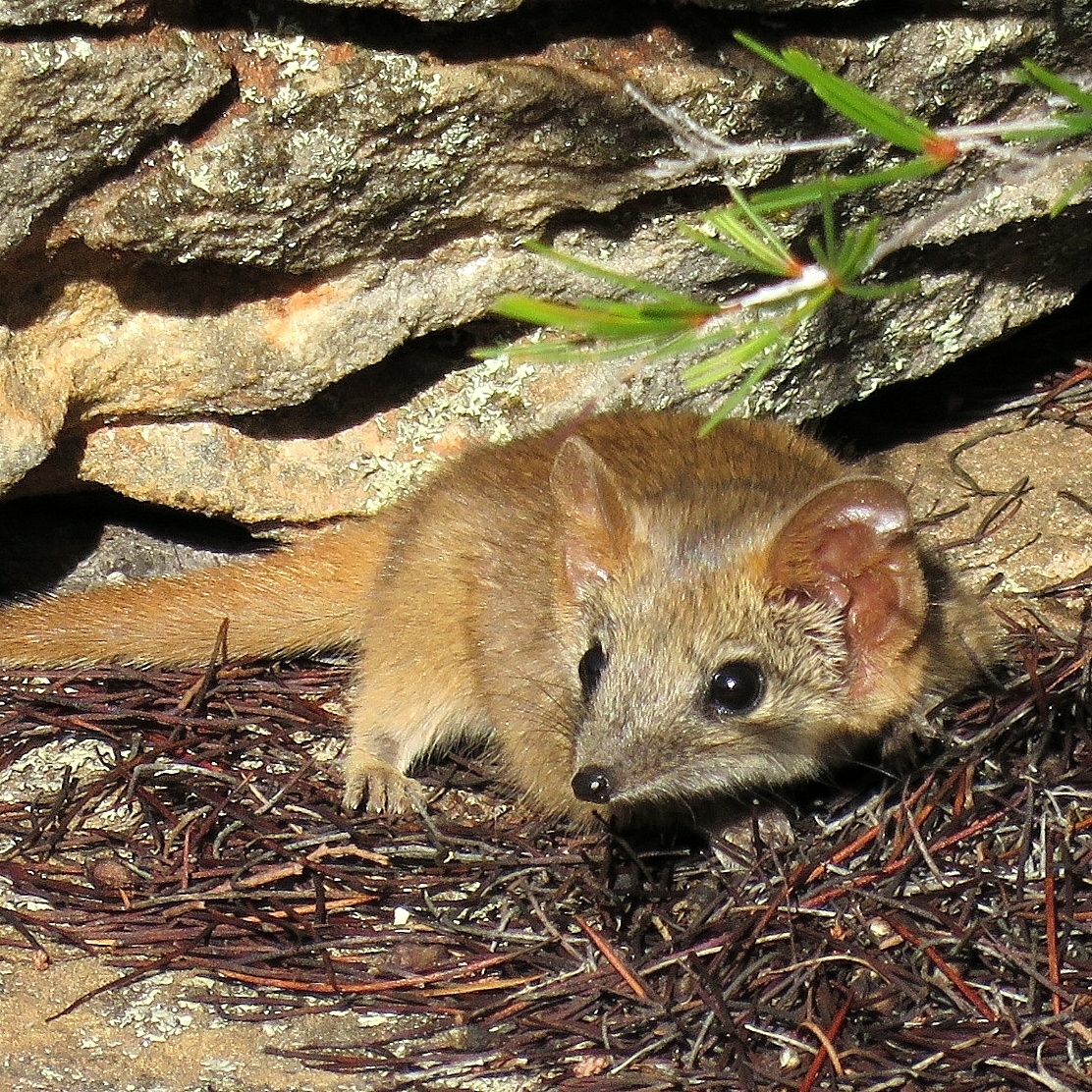 Pseudantechinus Tate, 1947