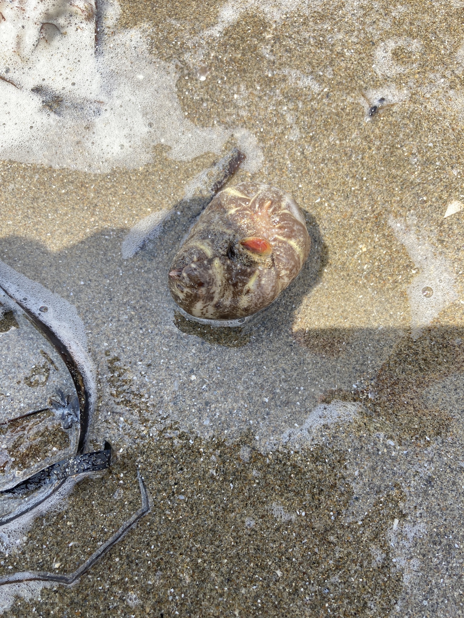 Calliactis parasitica (Couch, 1842)