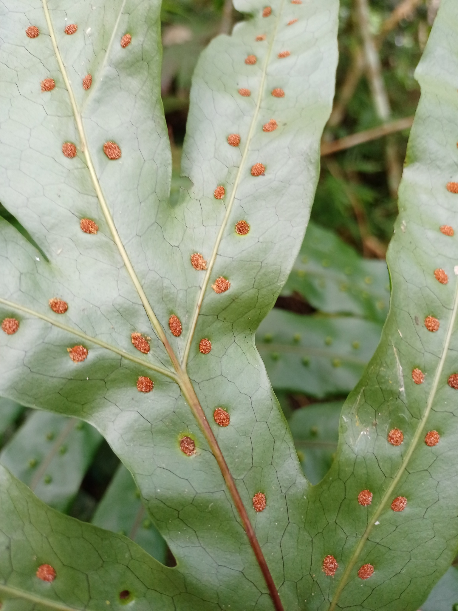 Microsorum membranifolium (R.Br.) Ching