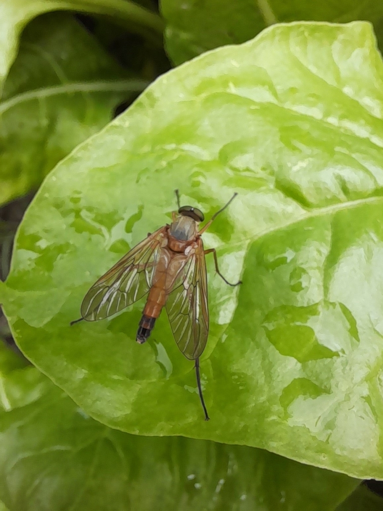 Marsh Snipe Fly in June 2022 by ajvi · iNaturalist