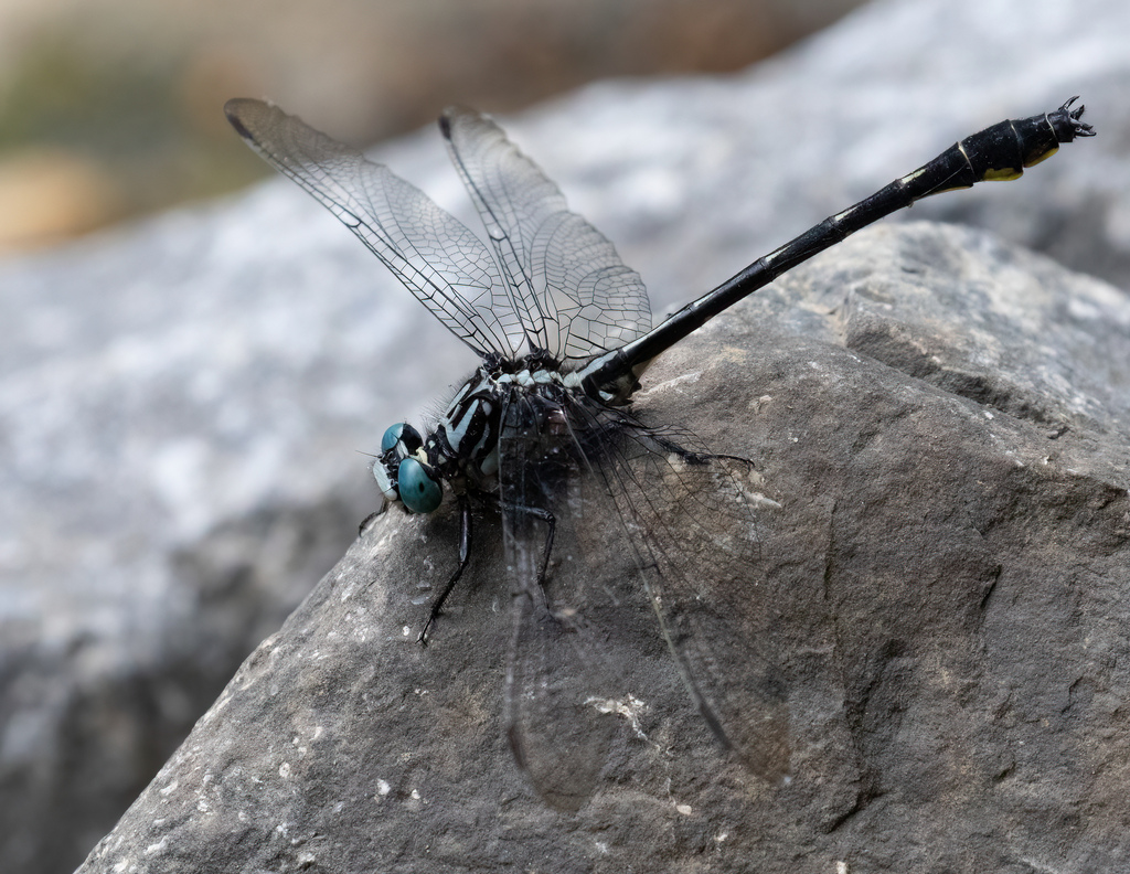 Cherokee Clubtail in June 2022 by ronthill. 2022-AL-0205-DN · iNaturalist