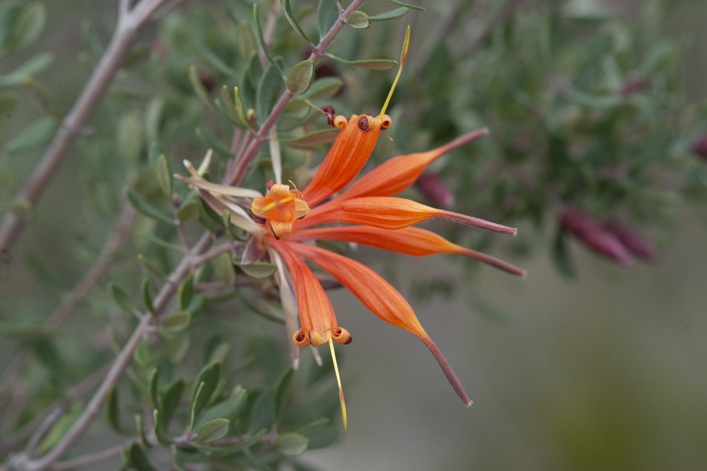 Chittick in September 2016 by Keith Martin-Smith · iNaturalist