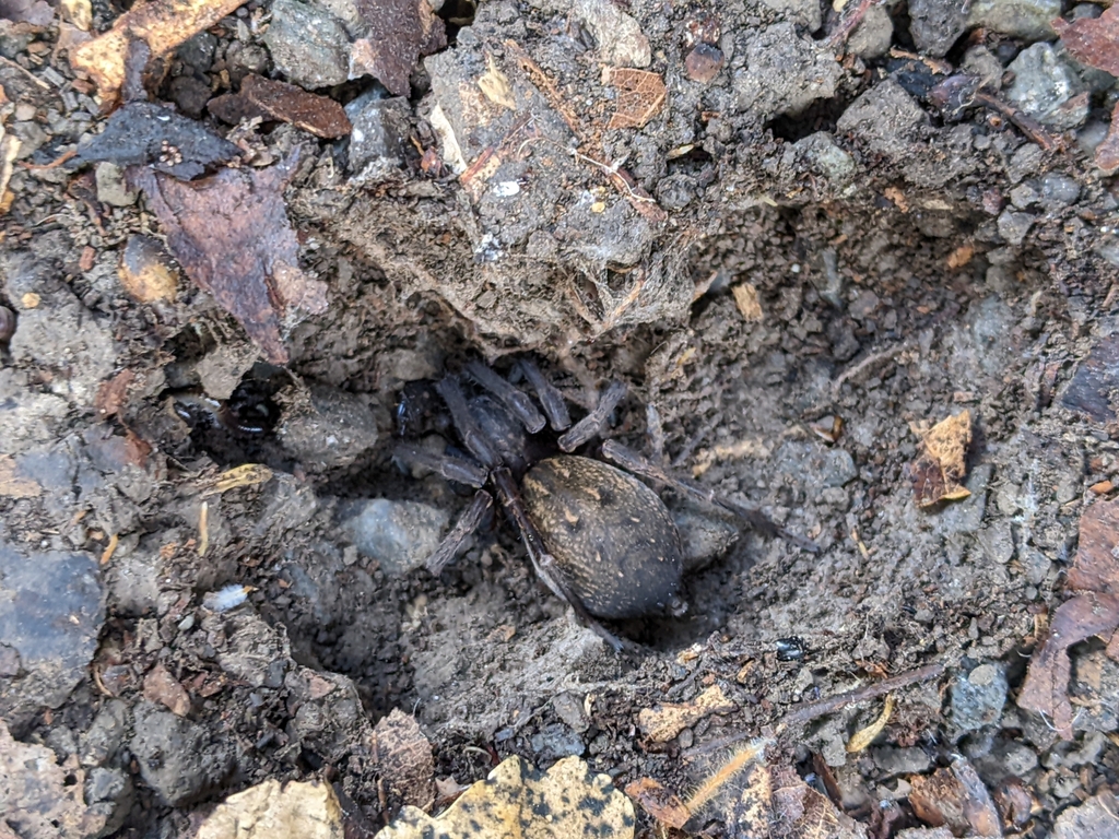 Vagrant Spiders from St Albans, Christchurch, New Zealand on June 16 ...