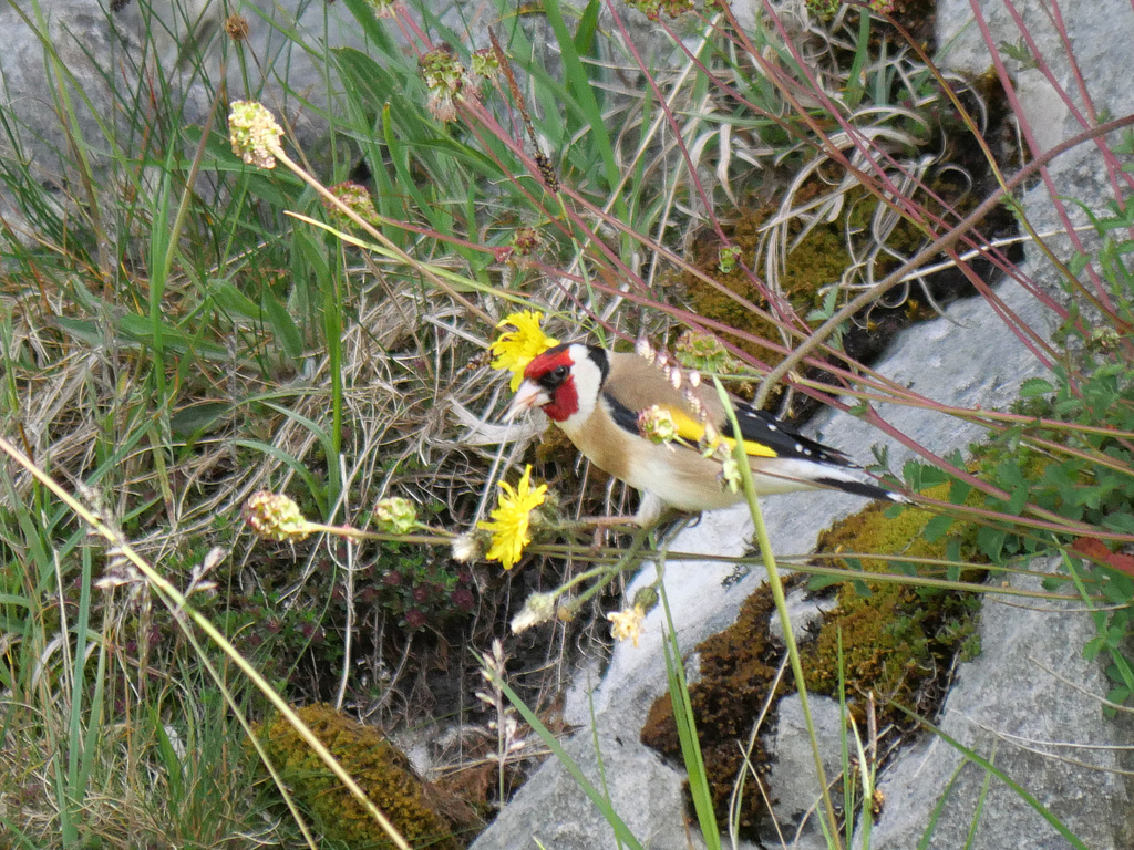 European Goldfinch from Derbyshire, UK on June 16, 2022 at 09:54 AM by ...
