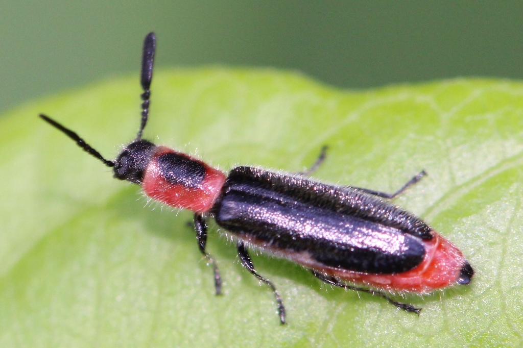 Monophylla terminata from Hunt Valley, MD 21030, USA on June 15, 2022 ...