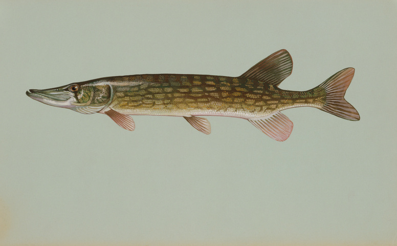 Chain Pickerel (Common Fish Species of Richmond National Battlefield ...