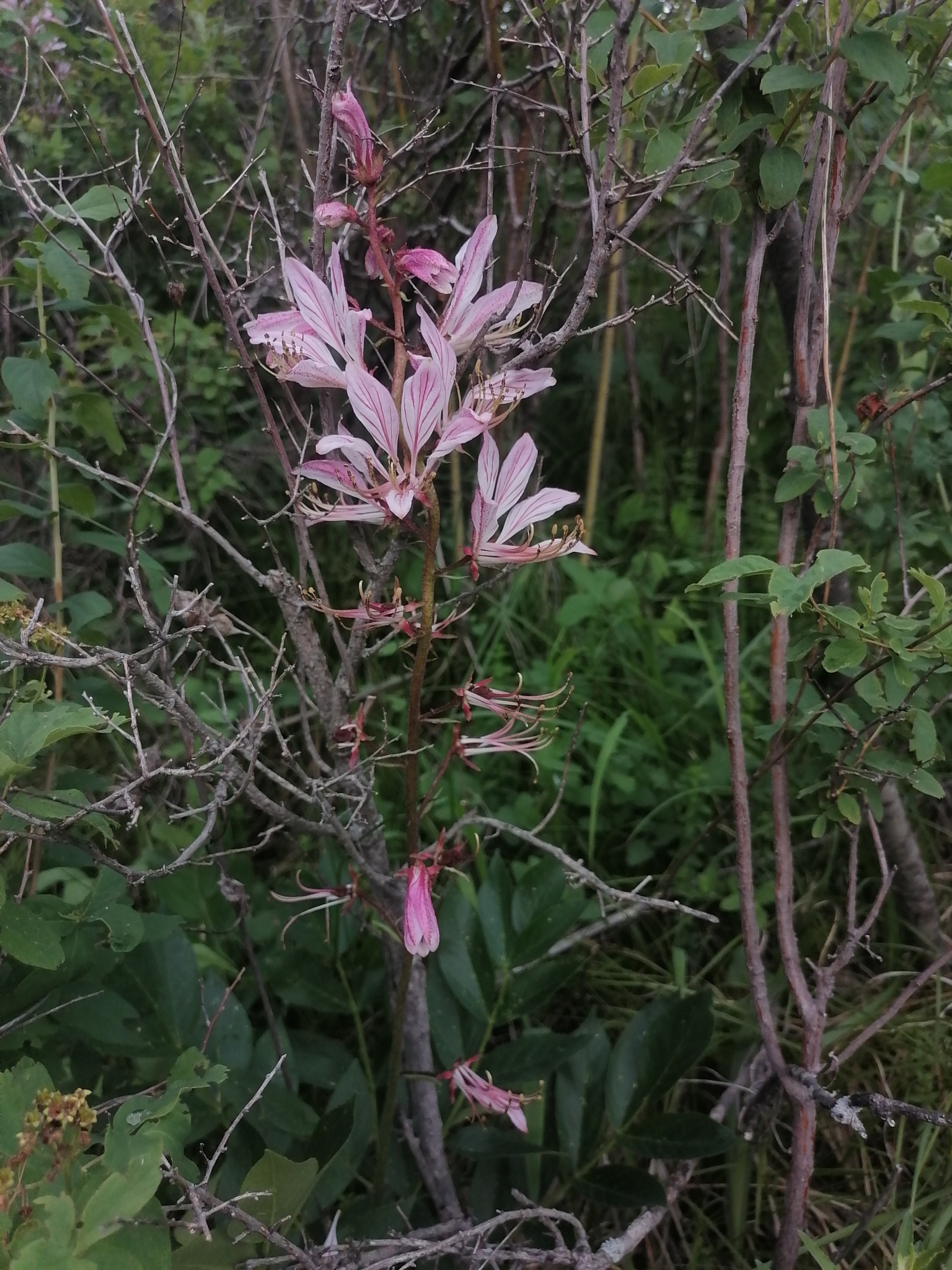 Dictamnus angustifolius G.Don ex Sweet