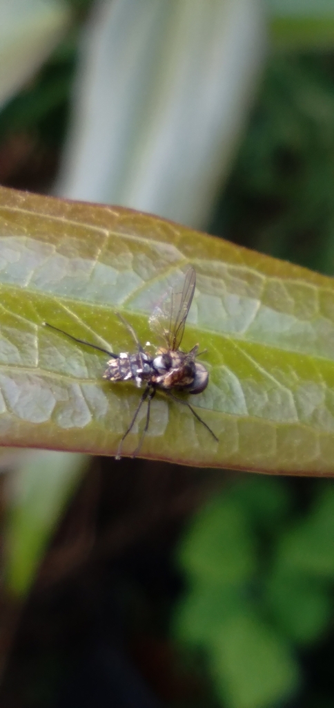 Fly Death Fungi from Keizer, OR, USA on June 16, 2022 at 07:04 AM by ...