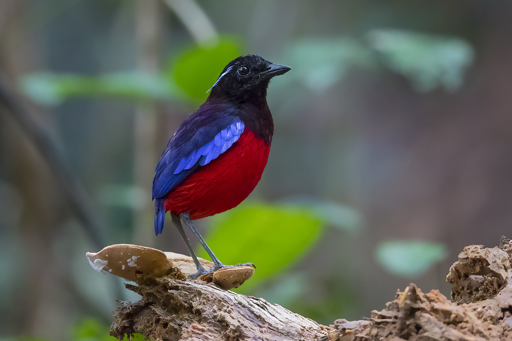 Black-crowned Pitta in June 2019 by matthewkwan · iNaturalist