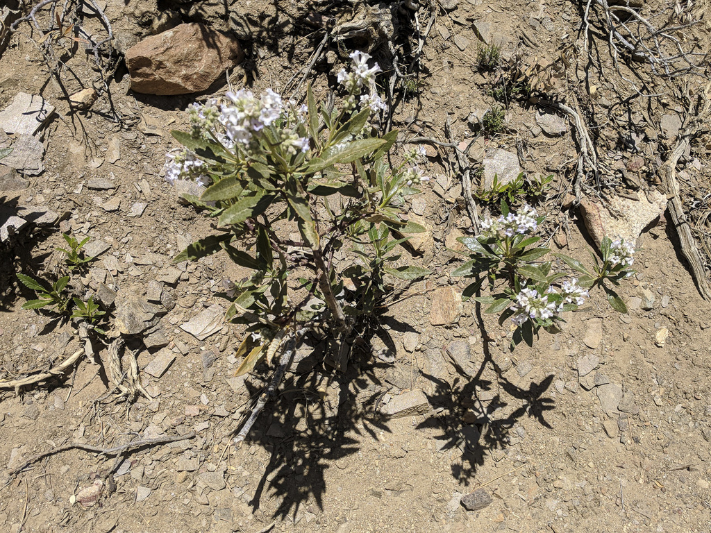 San Diego Yerba Santa from San Bernardino National Forest, Riverside ...