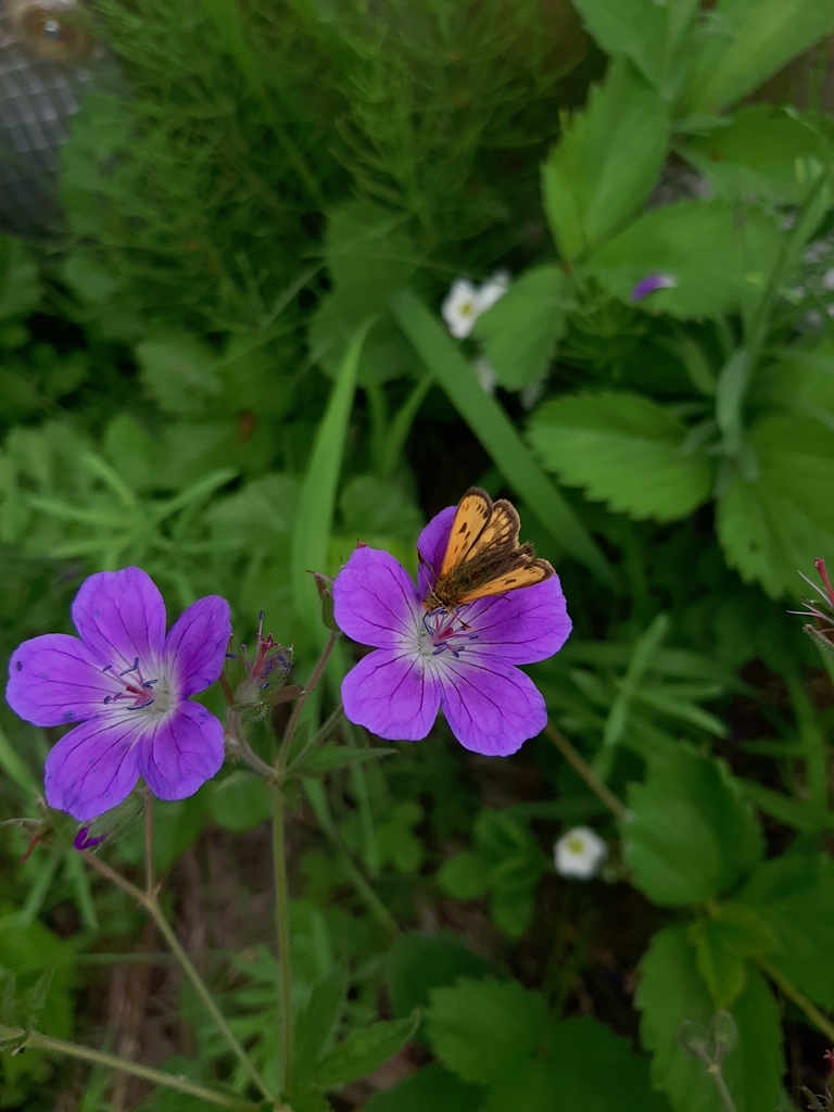 Northern Chequered Skipper from Свердловская обл., Россия, 624180 on ...