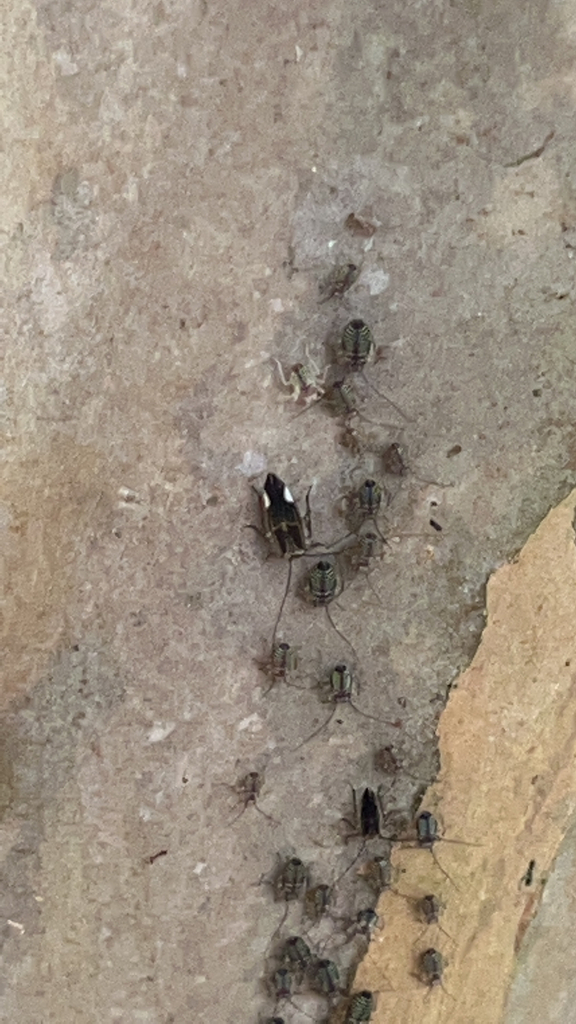 Tree Cattle from Bryan on June 16, 2022 at 09:24 AM by whinery2011 ...