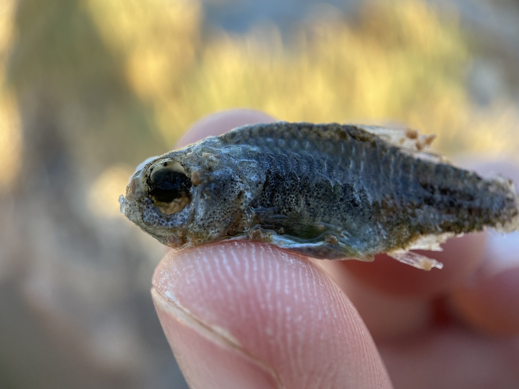 White Sands Pupfish in June 2022 by Connor Keeney · iNaturalist