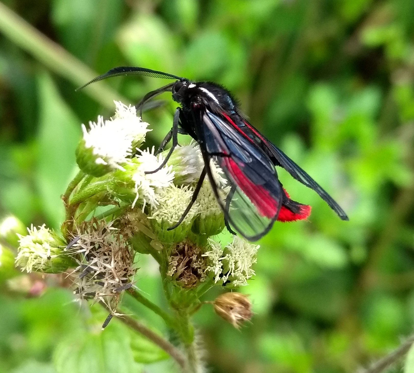 Dinia eagrus Cramer, 1779