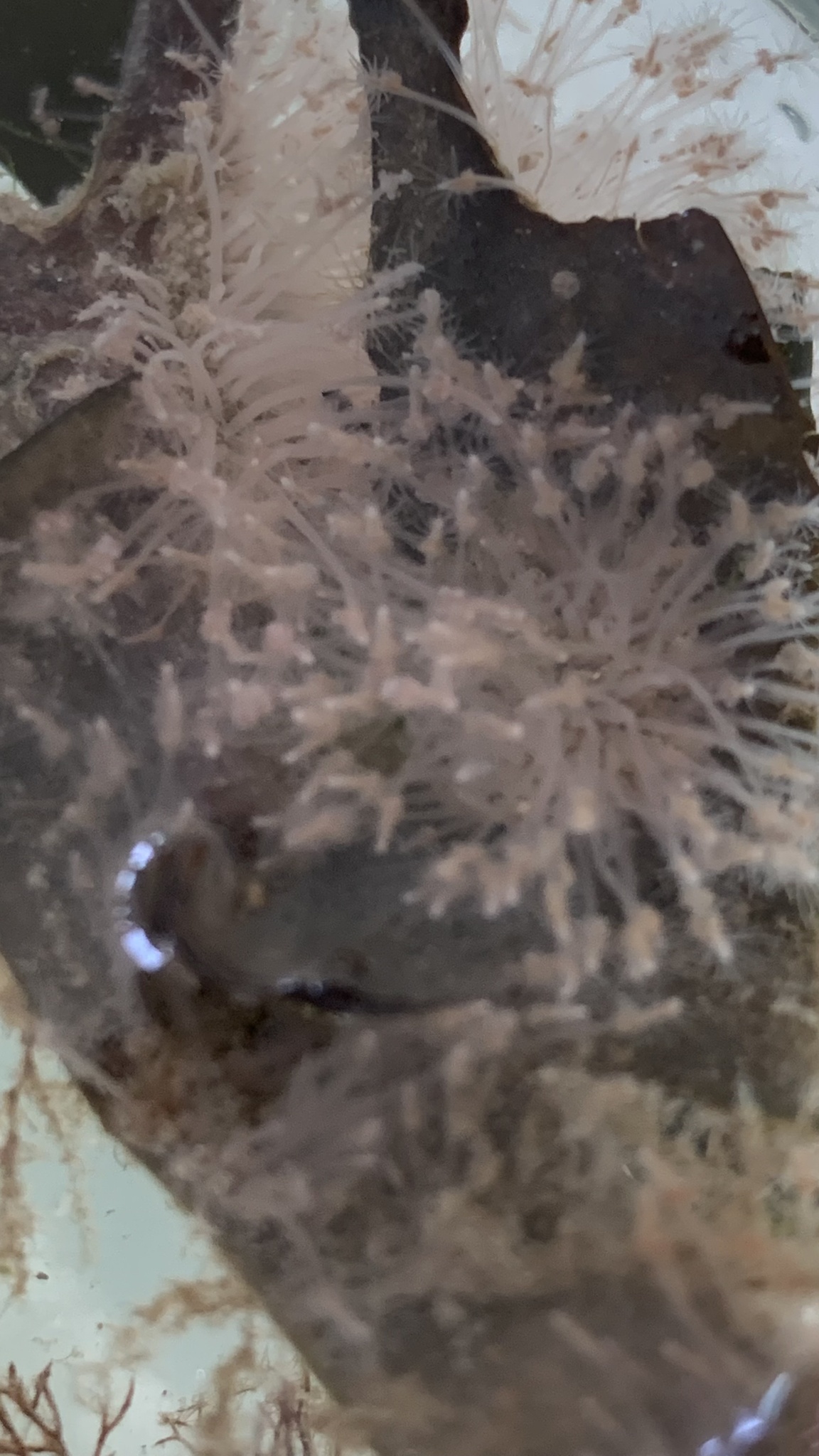 Clava multicornis (Forsskål, 1775)