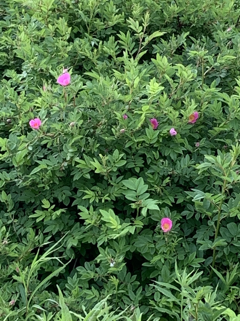 Prickly Wild Rose from Teramoto Park, Brampton, ON, CA on June 16, 2022 ...
