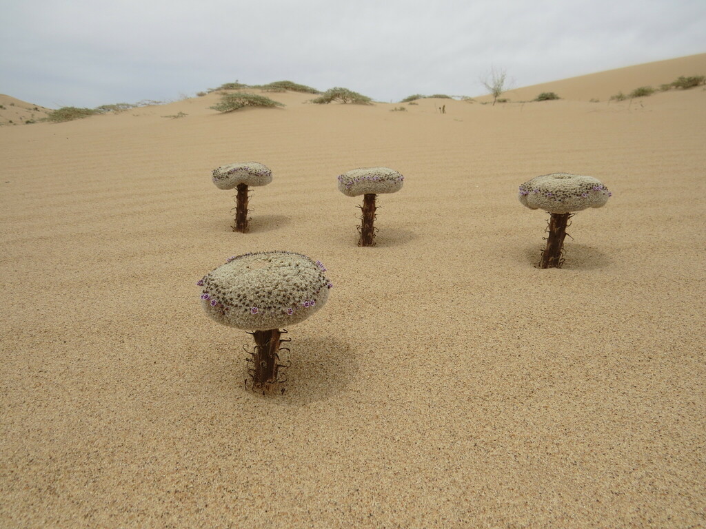 Sand Food from San Luis Río Colorado, Son., México on April 26, 2021 at ...
