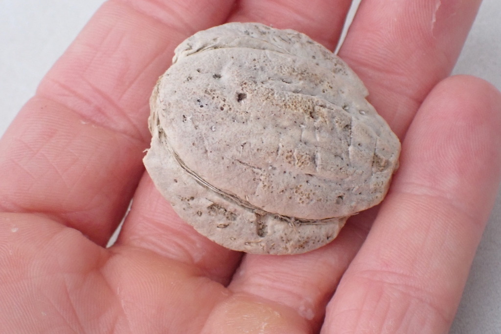 Sea Almond from Edisto Island, SC 29438, USA on June 14, 2022 at 06:36 ...