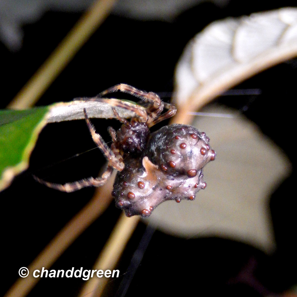 Ordgarius hobsoni (Spiders of Karnataka) · iNaturalist