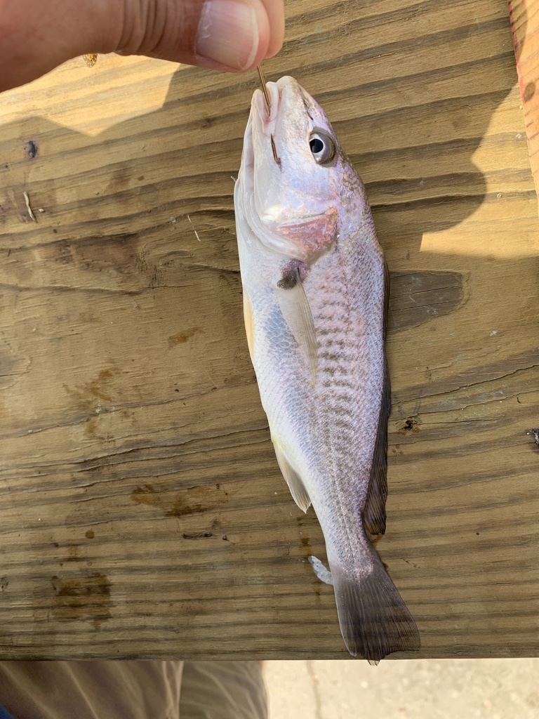 Atlantic Croaker from Bell St, Port Lavaca, TX, US on June 16, 2022 at ...
