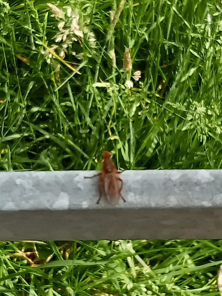 Schizophoran Flies from Glasgow G12 8QQ, UK on June 16, 2022 at 04:48 ...