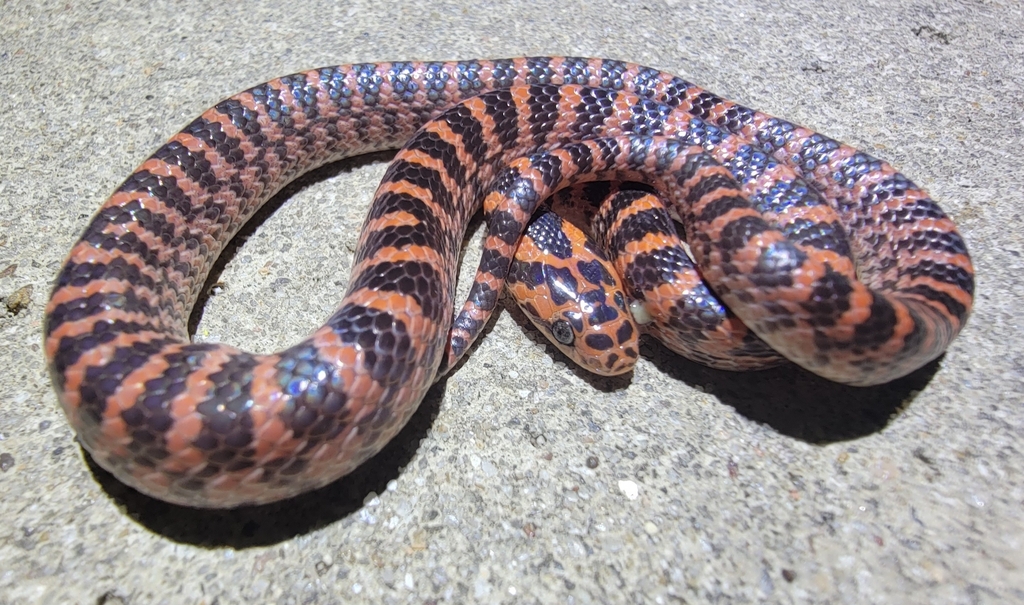 Red-banded Snake from Yangzhou, CN-JS, CN on June 16, 2022 at 11:59 PM ...
