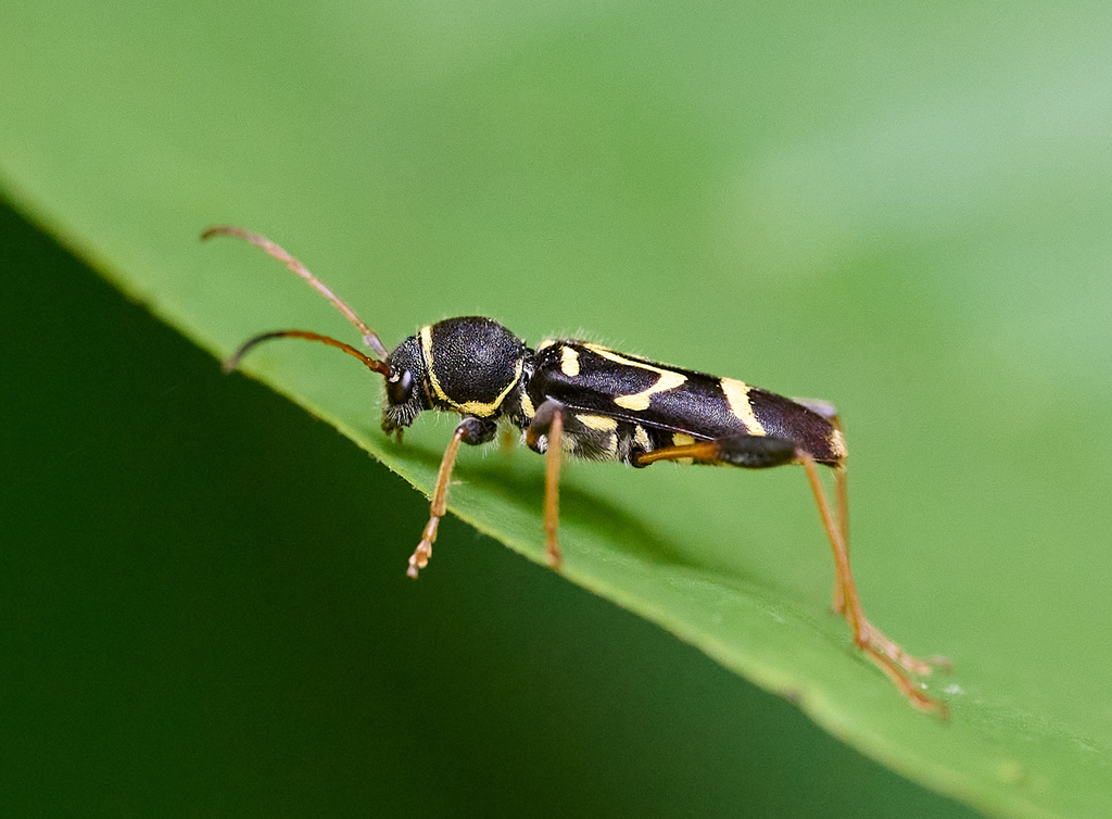 Round-necked Longhorn Beetle from Potomac, MD, USA on June 8, 2022 at ...