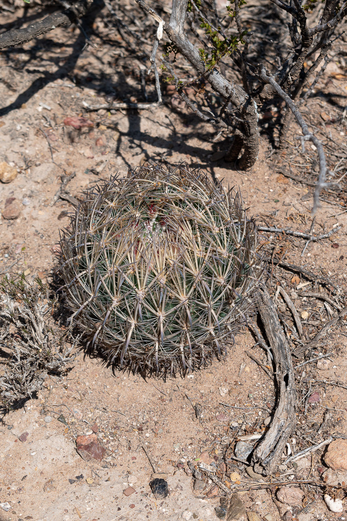 Echinomastus unguispinus laui in May 2020 by Raúl Peralta Pardo ...