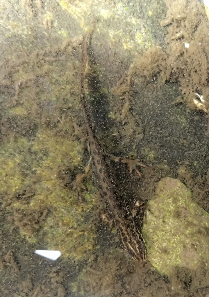 Smooth Newt from Cossall, UK on June 16, 2022 at 07:35 AM by Jacob Ira ...