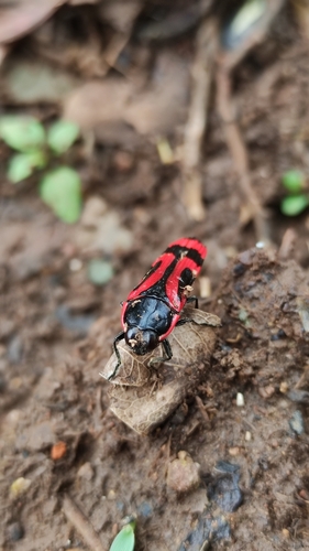 (Hiperantha interrogationis subsp. cruentata)