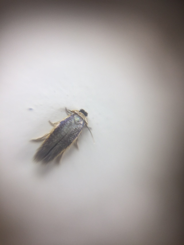 Pygmy Eye-capped Moths from Ranga Reddy, IN-TG, IN on June 16, 2022 at ...