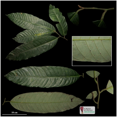 Knema glauca · iNaturalist Mexico