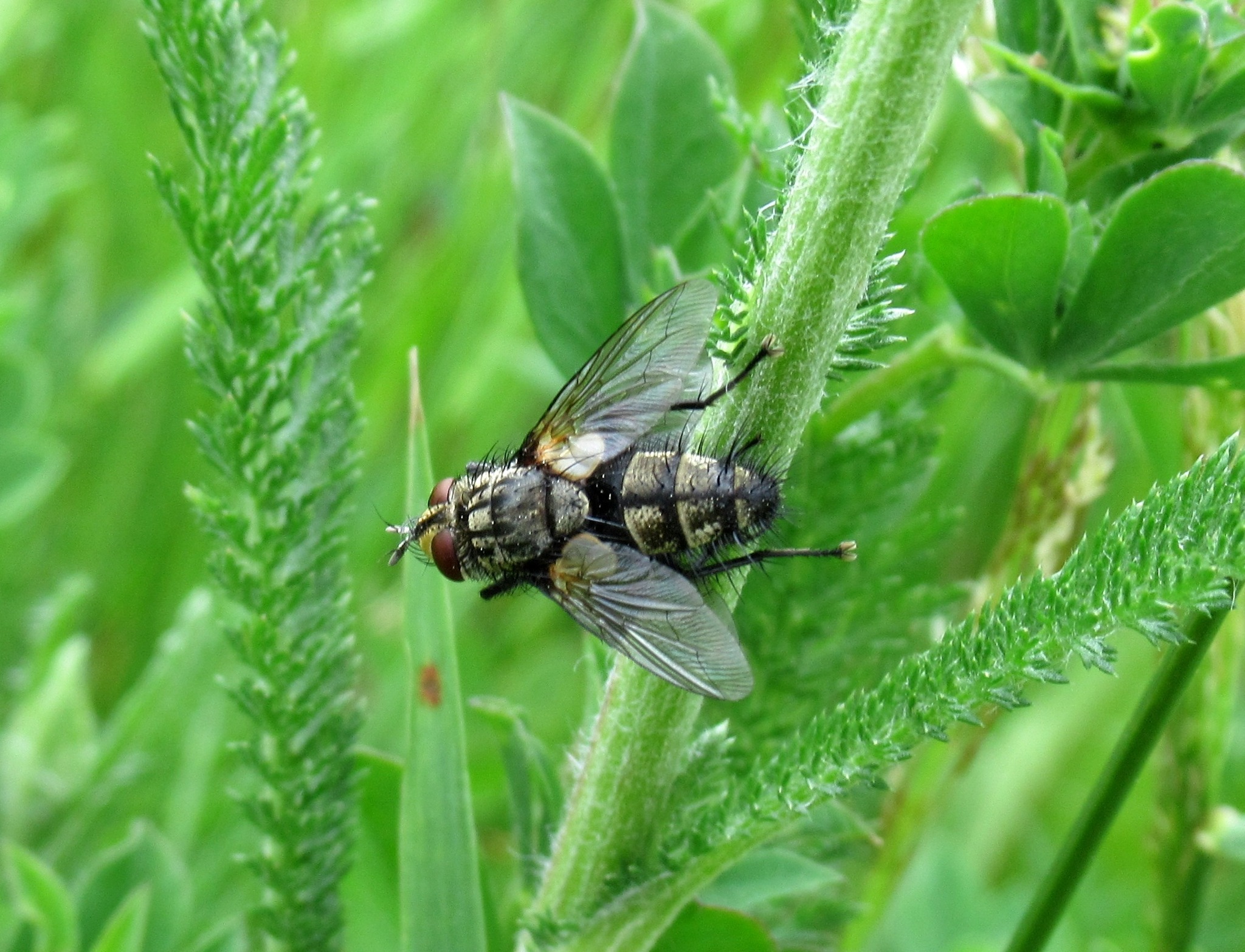 Exorista rustica (Fallén, 1810)