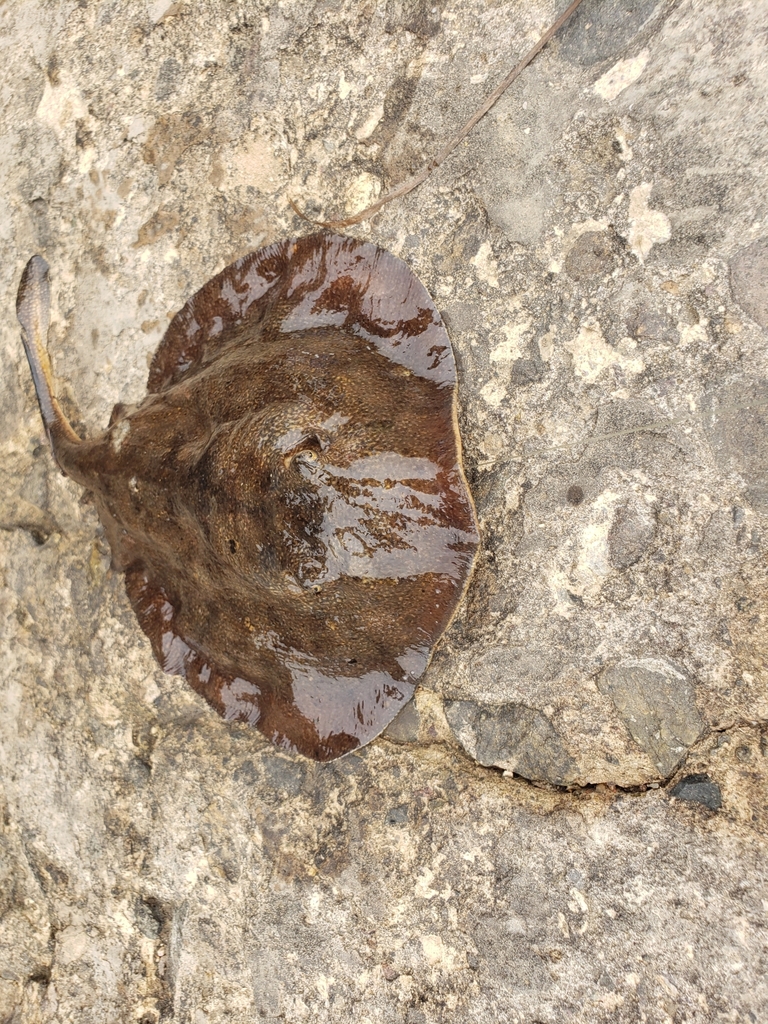 Haller's Round Ray in June 2022 by Bradley Rasmussen · iNaturalist