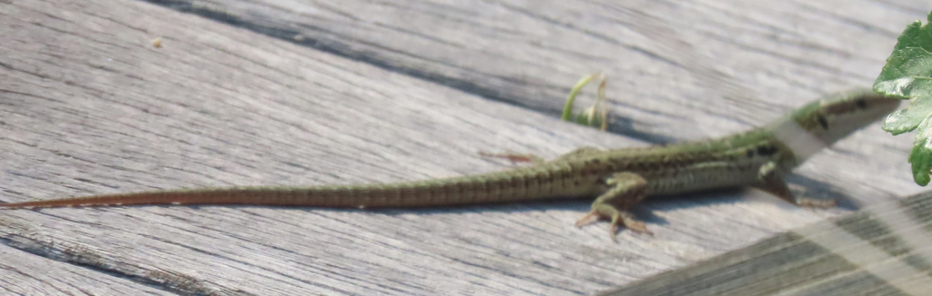 Northern Italian Wall Lizard from Nassau County, NY, USA on May 31 ...