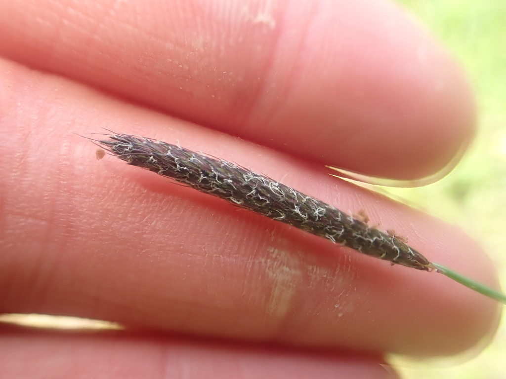 Marsh foxtail from Bailrigg, Lancaster, UK on June 16, 2022 at 03:49 PM ...