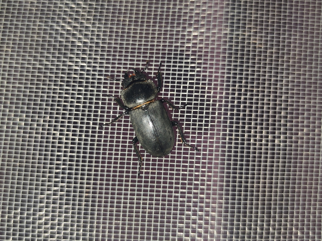 Dorcus davidis from 中国河北省承德市兴隆县 on June 13, 2021 at 07:43 PM by Zhuofei ...